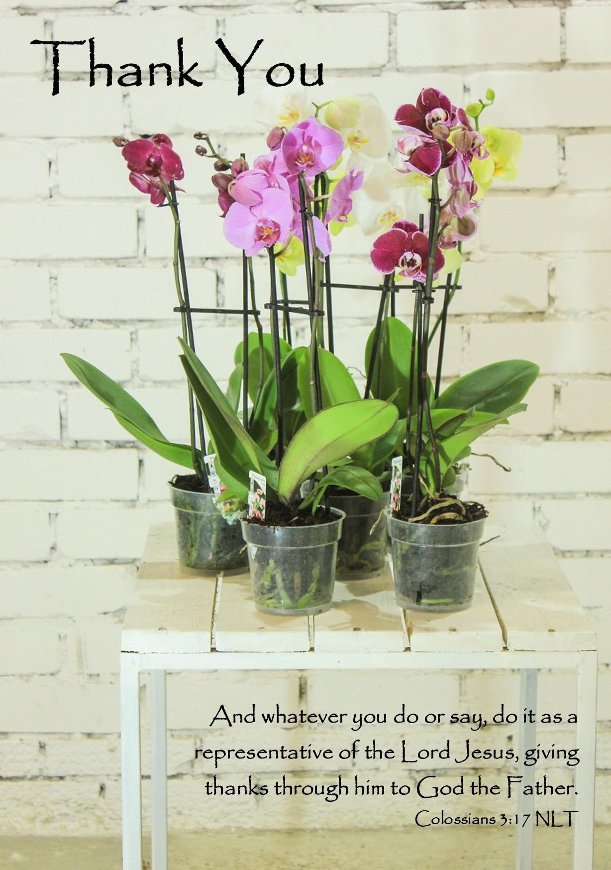 Thank You Card – Orchids – Sublime Gifts